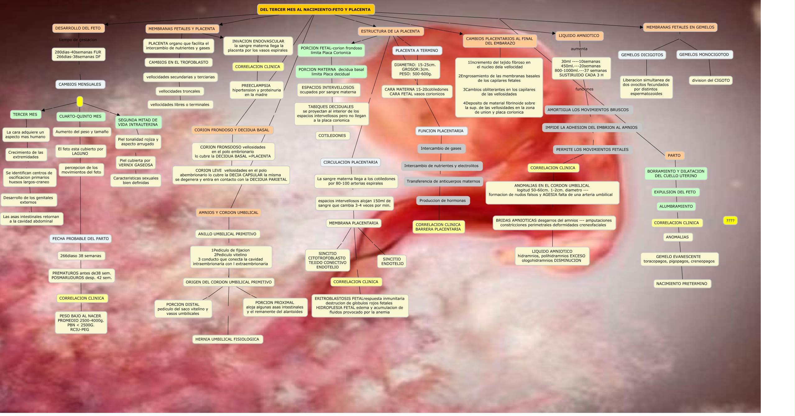 mapa conceptual embrio 1